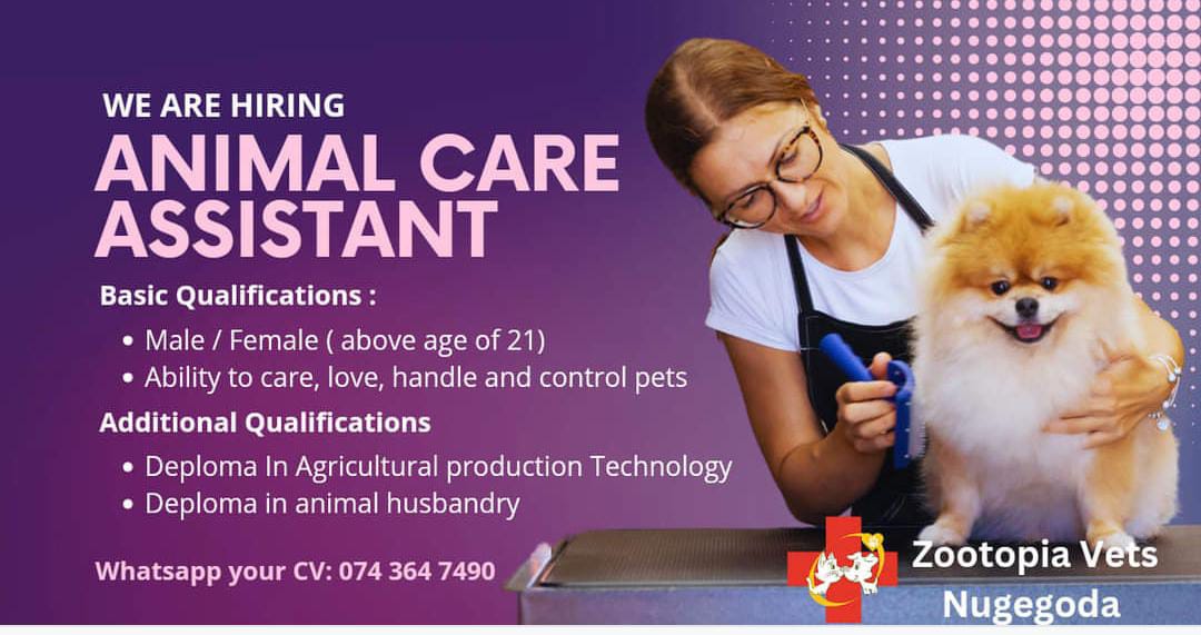 Animal Care Assistant - Jobseeker.lk